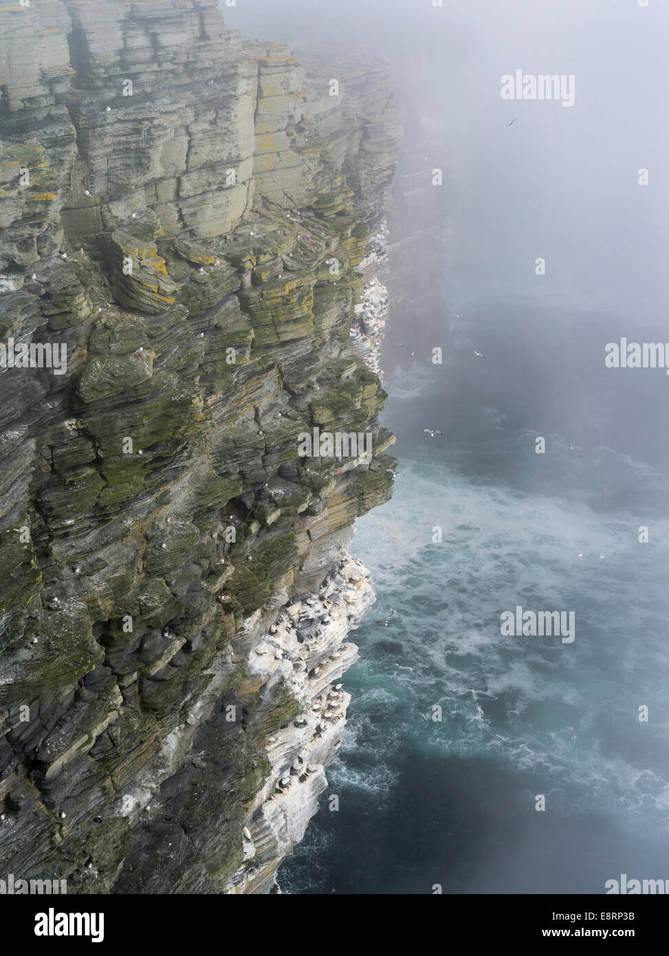 The cliffs at Noup Head on Westray island, home to one of the largest ...