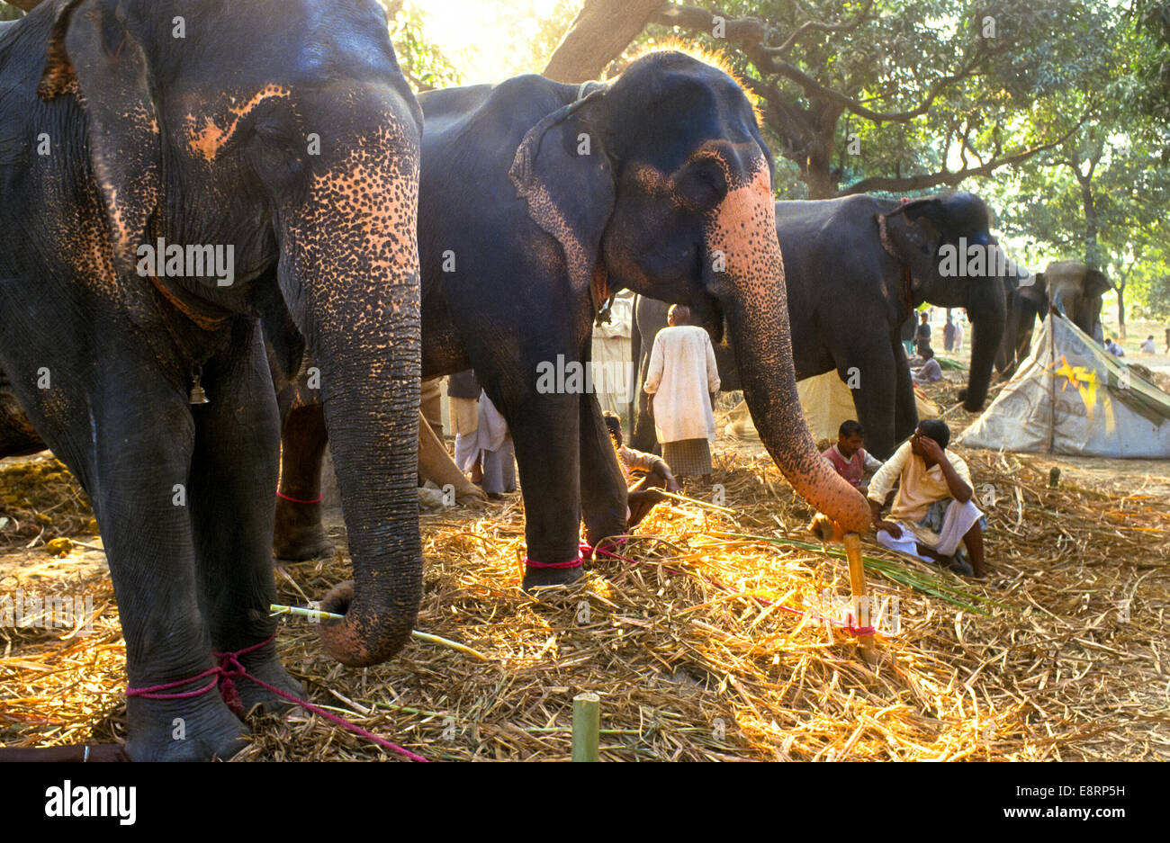 yearly animal fair in sonepur bihar india Stock Photo - Alamy
