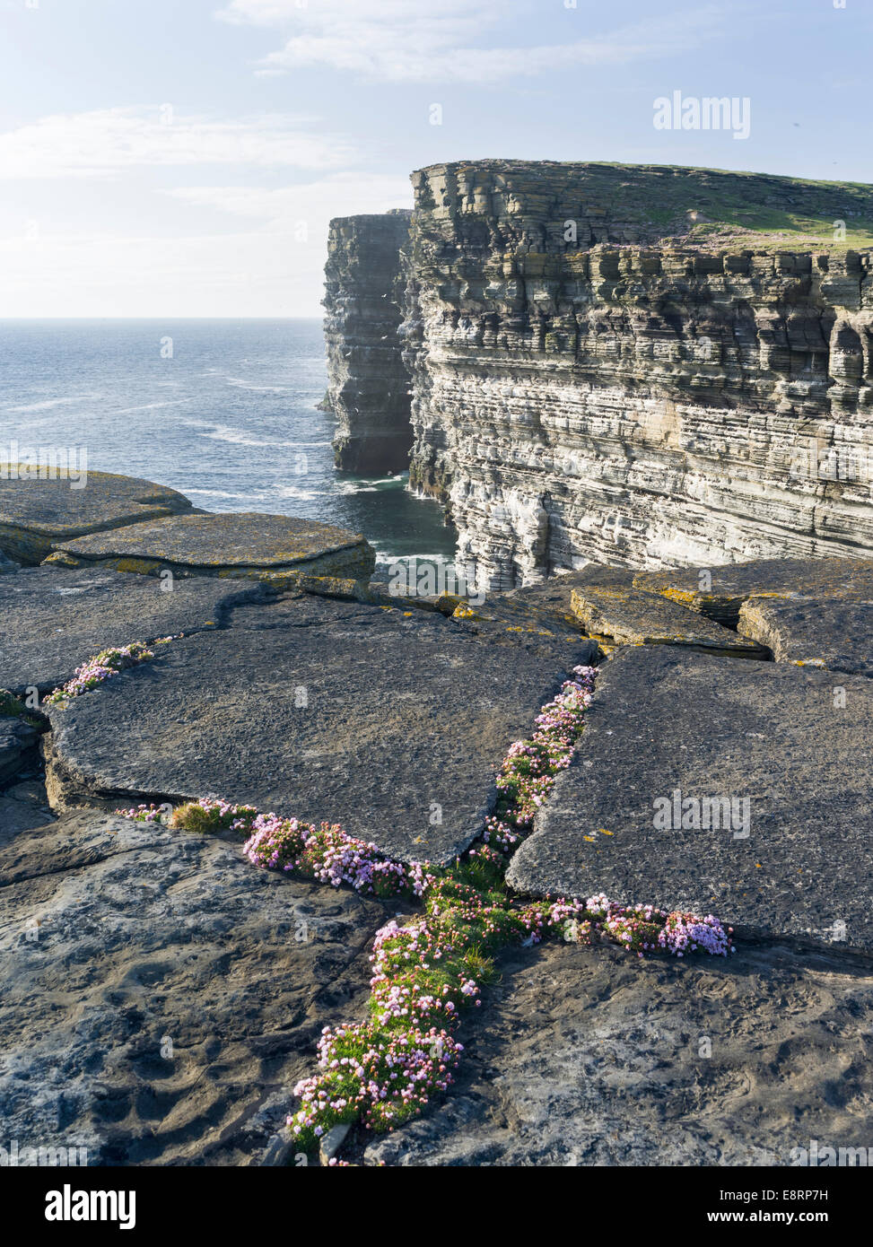 The cliffs at Noup Head on Westray island, home to one of the largest ...