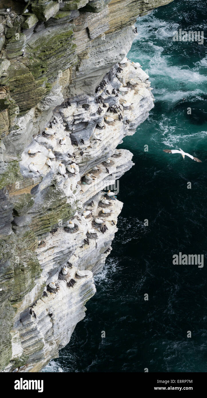 The cliffs at Noup Head on Westray island, home to one of the largest ...
