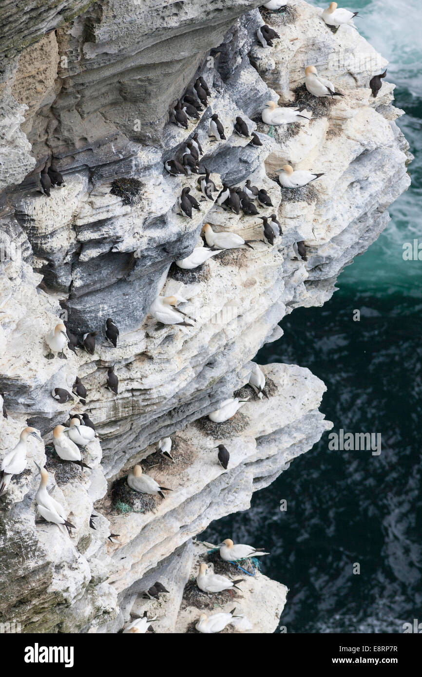 The cliffs at Noup Head on Westray island, home to one of the largest ...