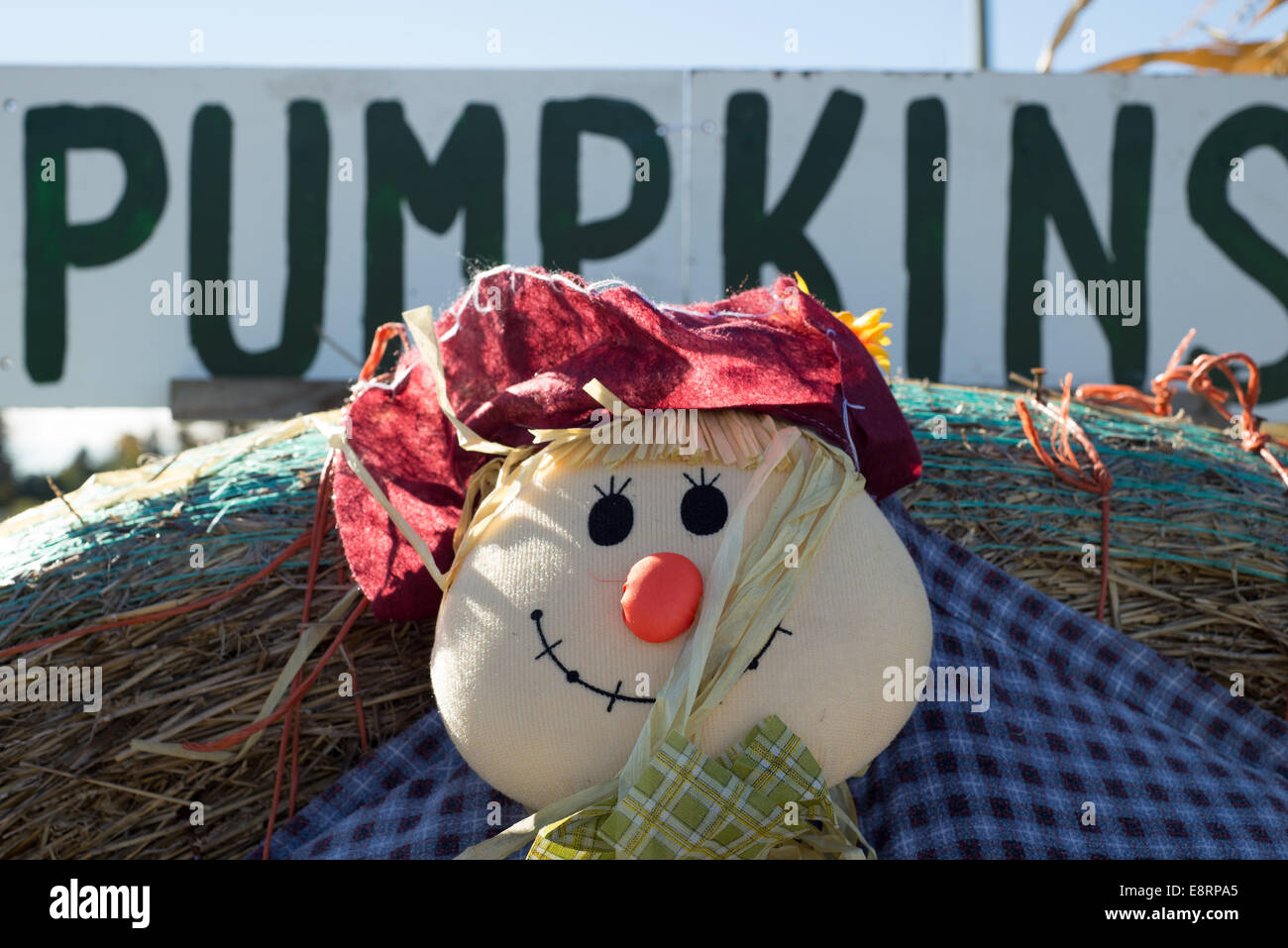 A close up of a smiling scarecrow face with a pumpkins sign above Stock ...