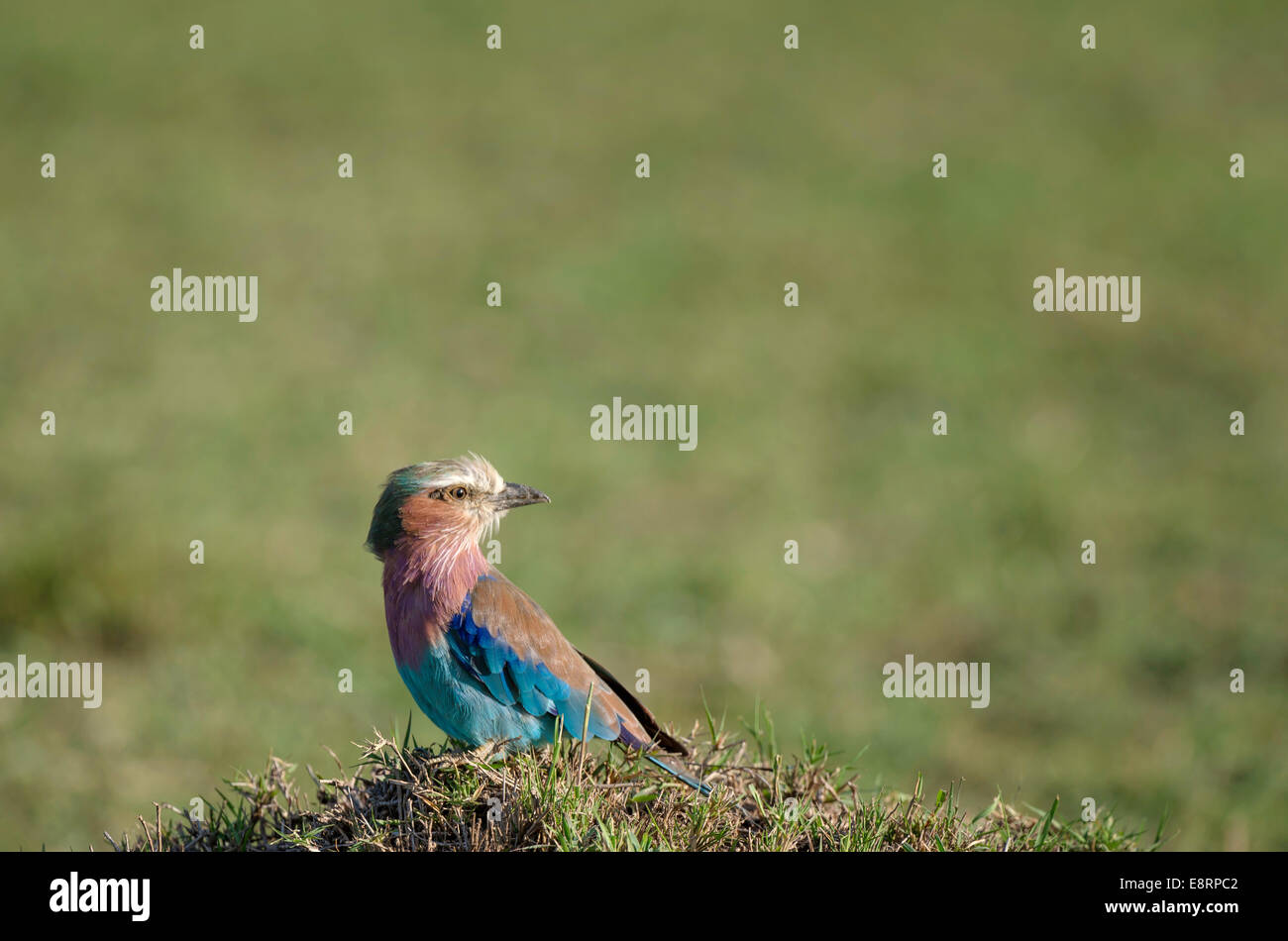 African roller hi-res stock photography and images - Alamy