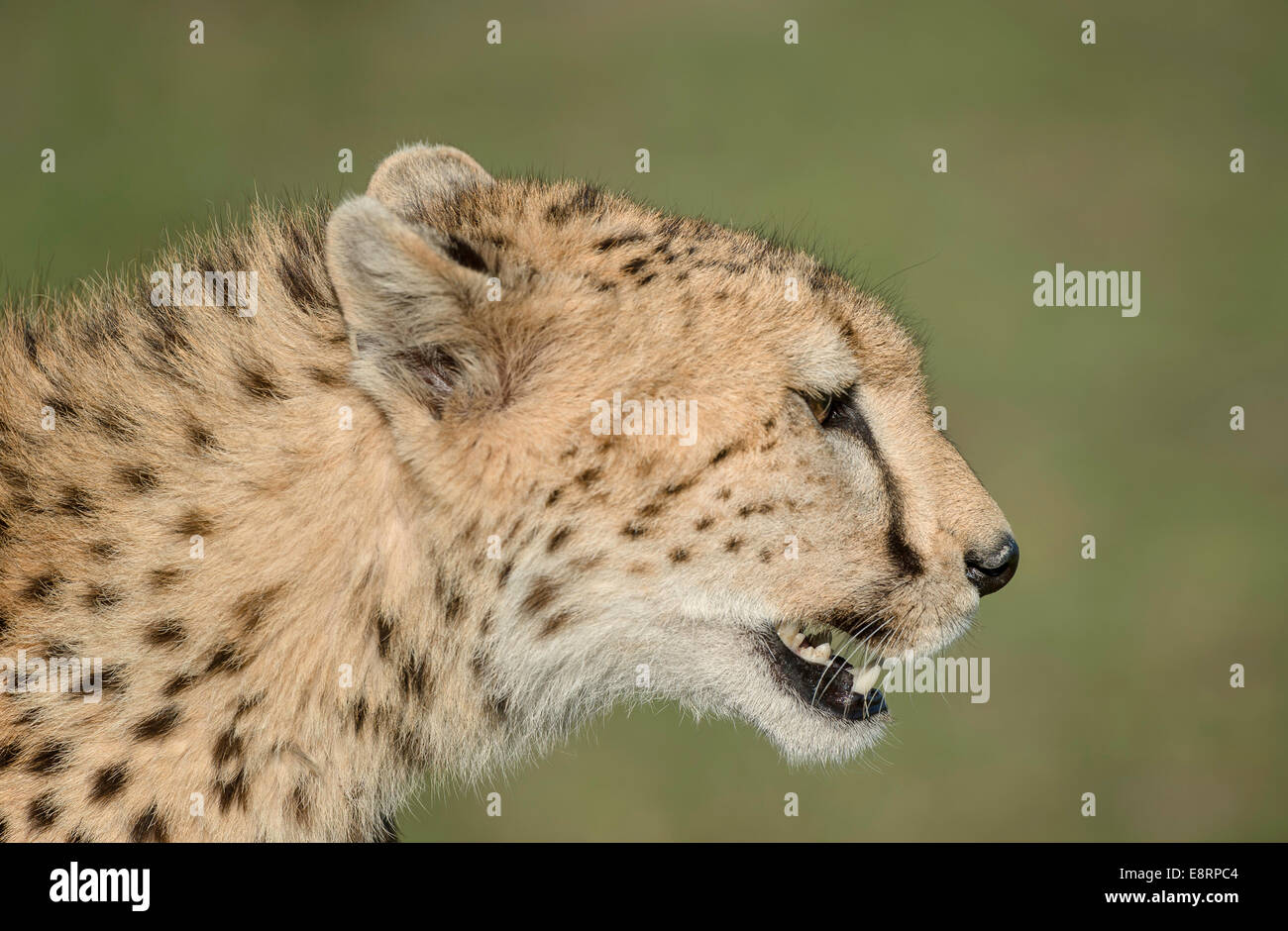Cheetah head hi-res stock photography and images - Alamy