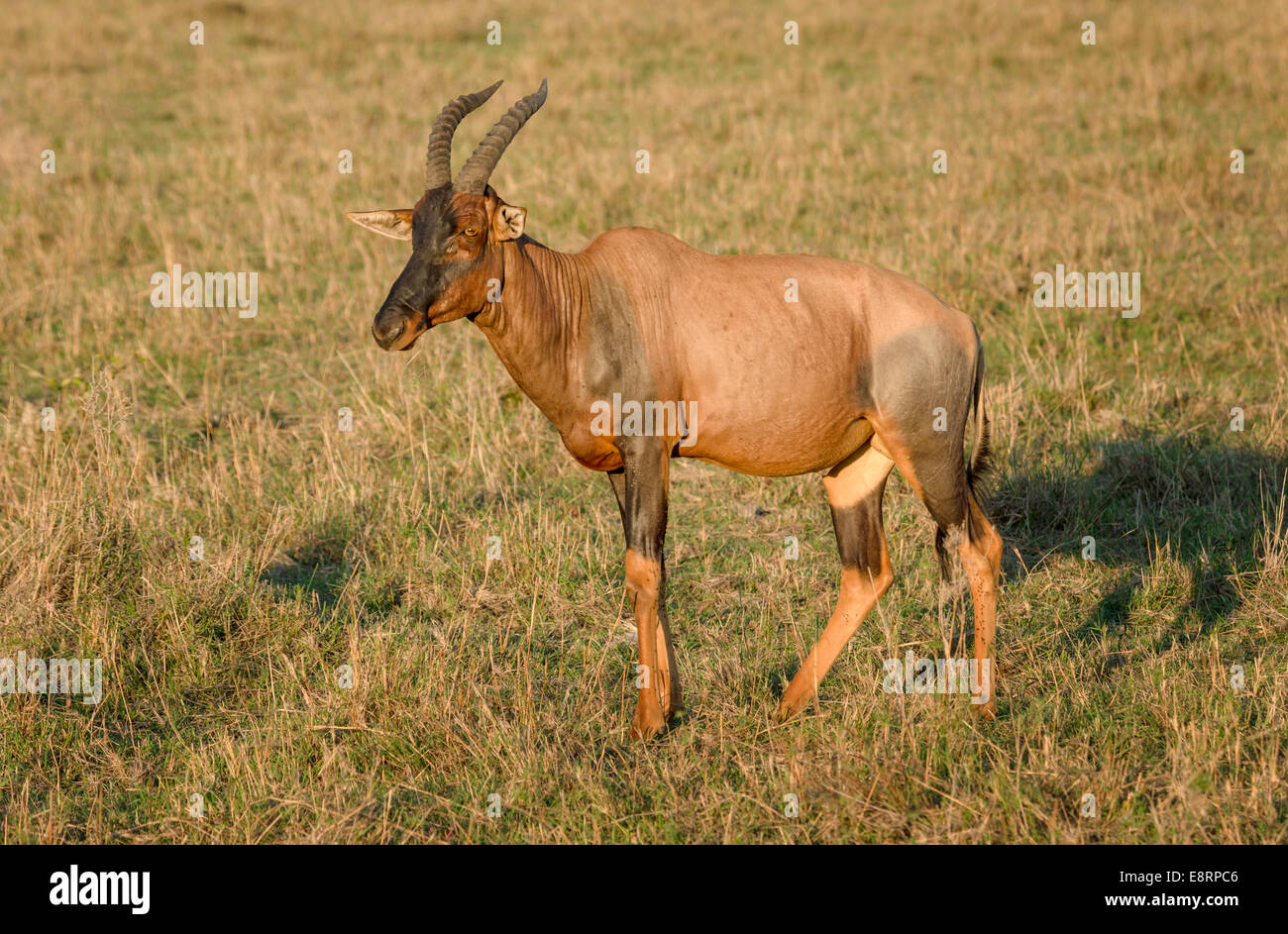 African topi hi-res stock photography and images - Alamy