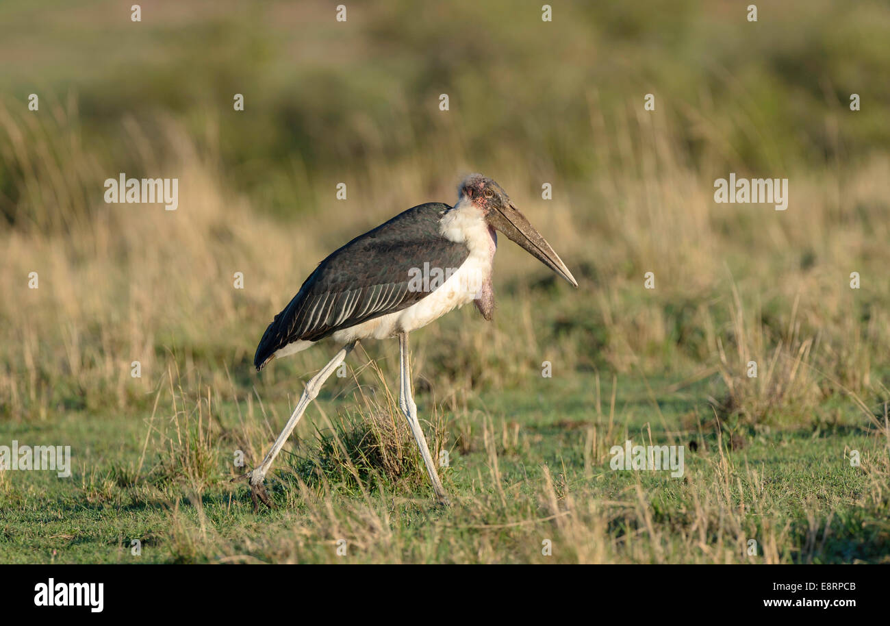 Walking wildlife hi-res stock photography and images - Alamy