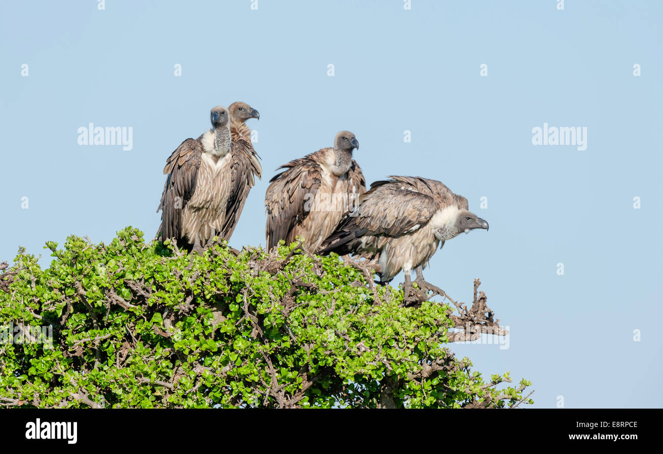 Vultures on a tree hi-res stock photography and images - Alamy