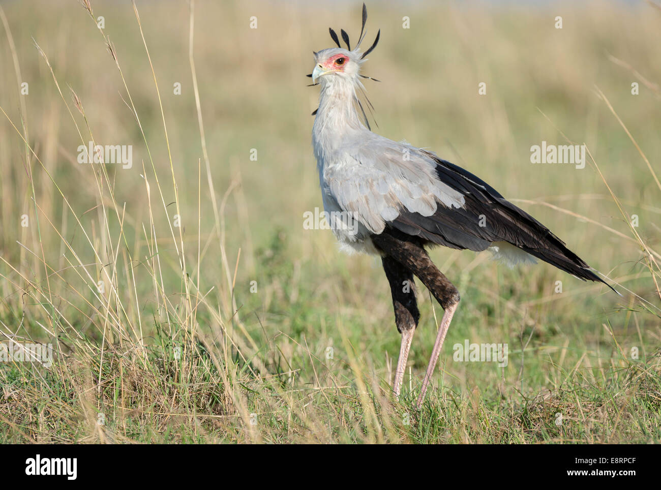 Secretary Bird walking in the grass Stock Photo - Alamy