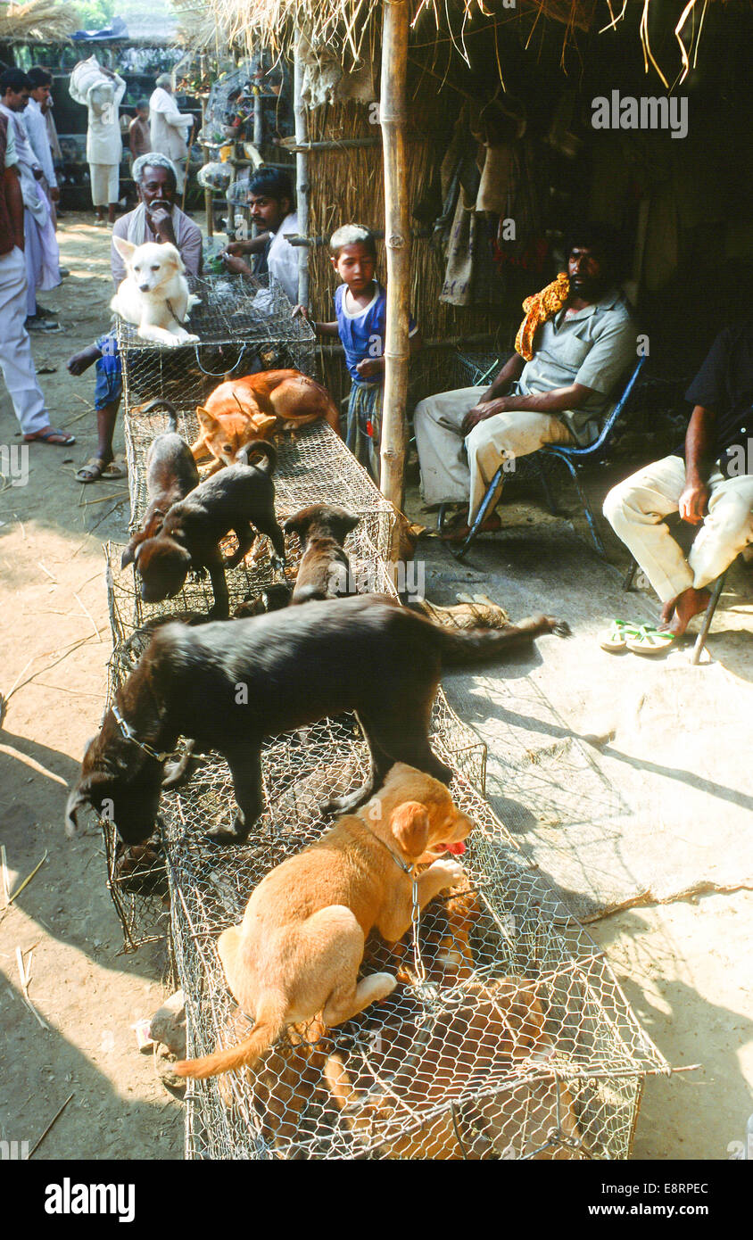 yearly animal fair in sonepur bihar india Stock Photo - Alamy