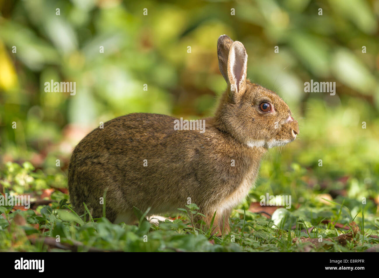 Injured rabbit hi-res stock photography and images - Alamy
