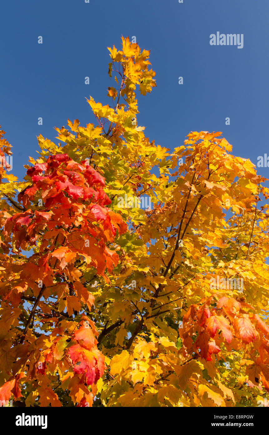 Vibrant and colorful leaves during fall season Stock Photo - Alamy