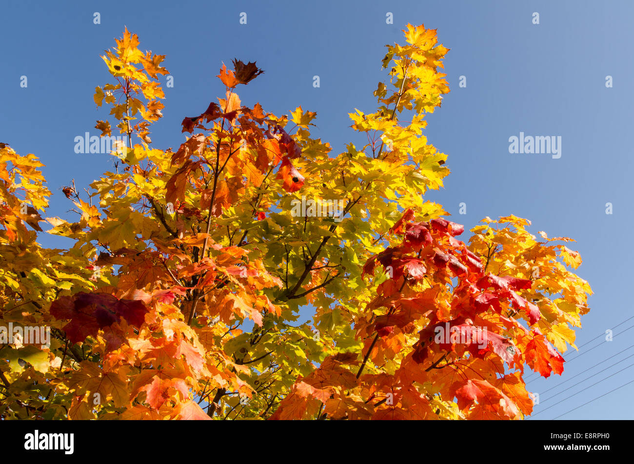 Vibrant and colorful leaves during fall season Stock Photo - Alamy