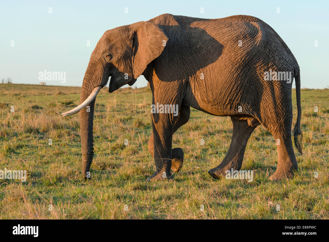 African Elephant walking into the sun Stock Photo - Alamy