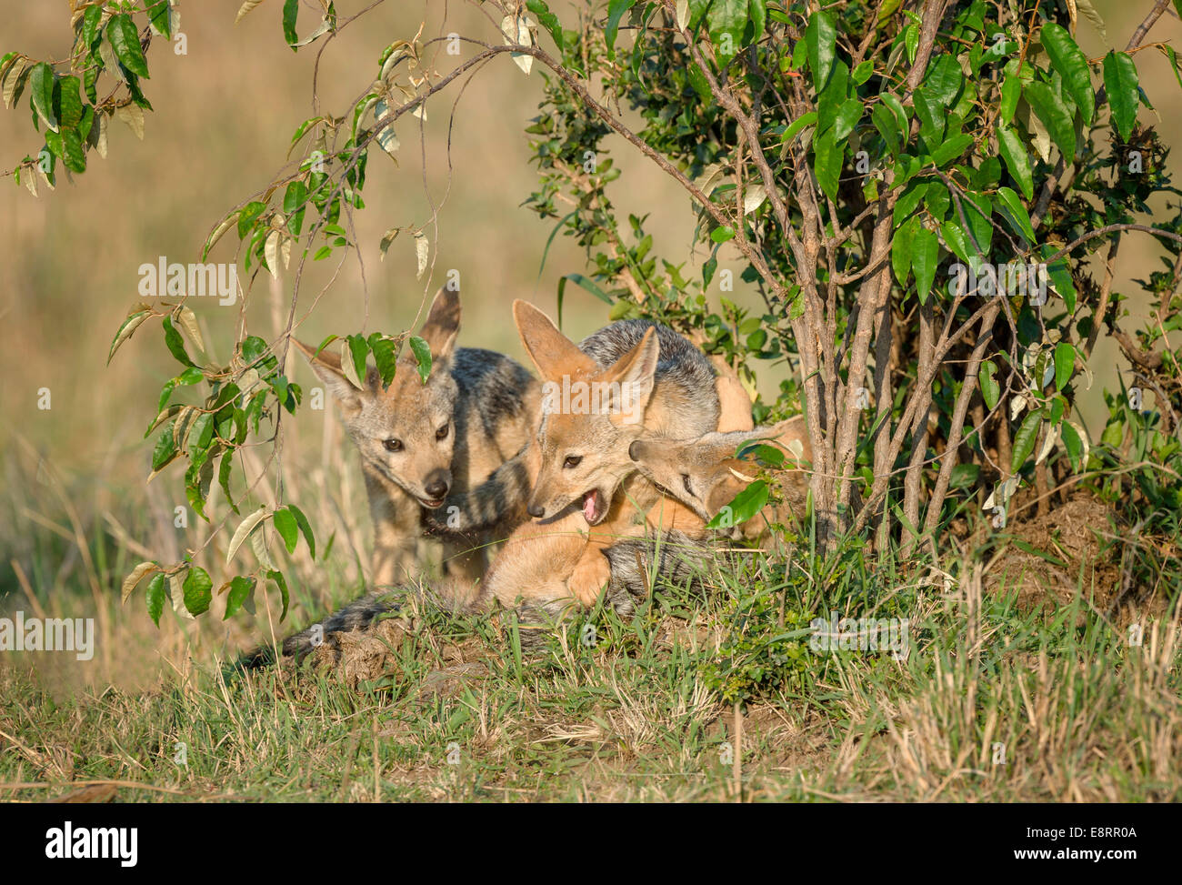 Happy pups hi-res stock photography and images - Alamy