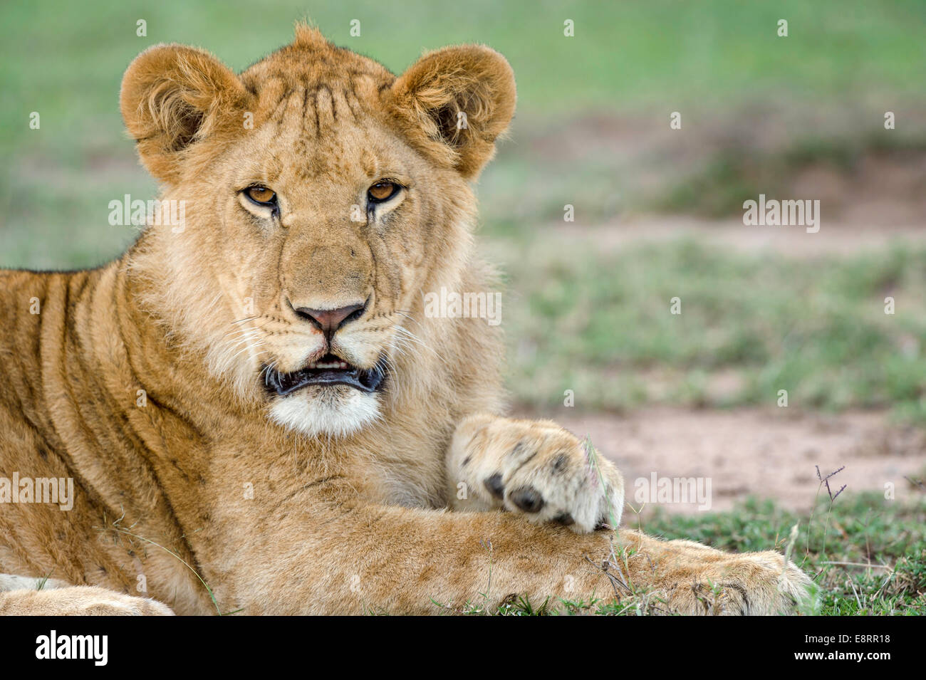 Lion Lying Down Side View