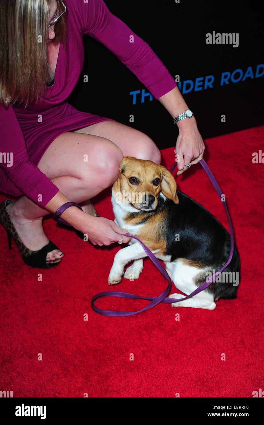 New York, NY, USA. 13th Oct, 2014. Andy The Dog at arrivals for JOHN ...