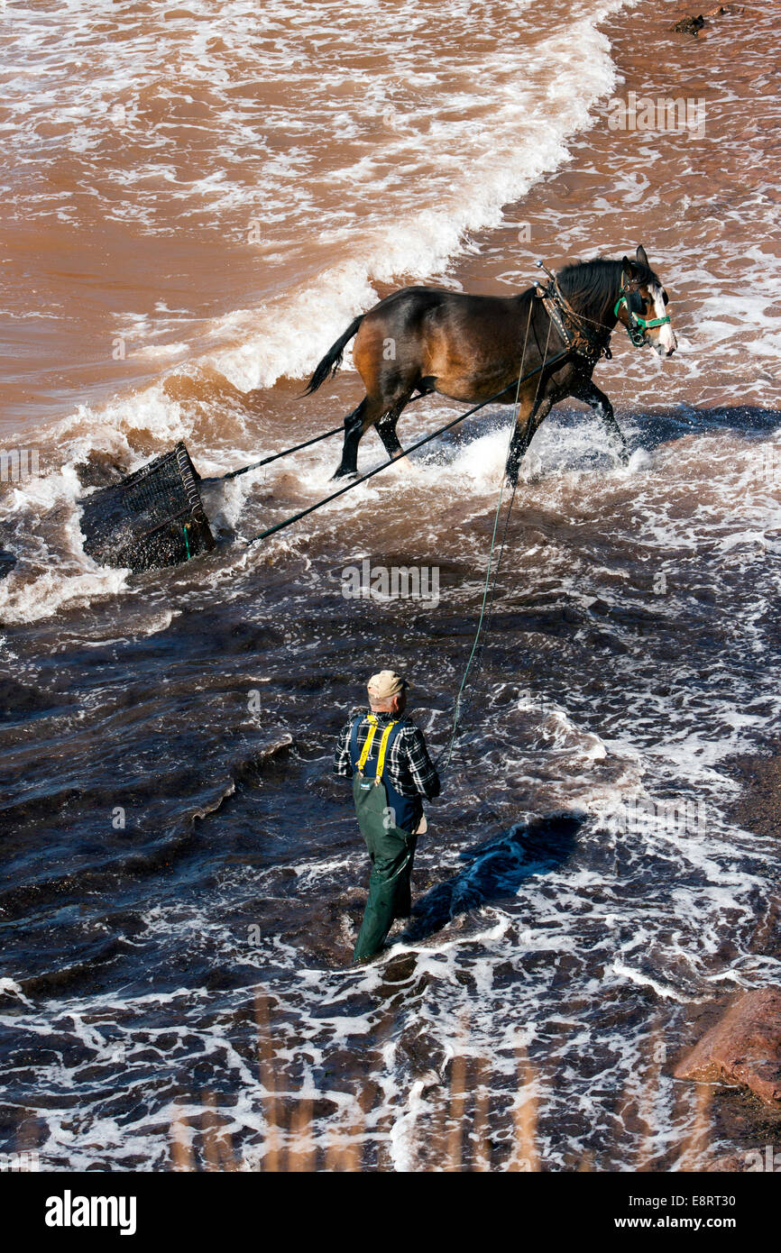 Irish Moss Harvesting on North Cape - Prince Edward Island, Canada ...