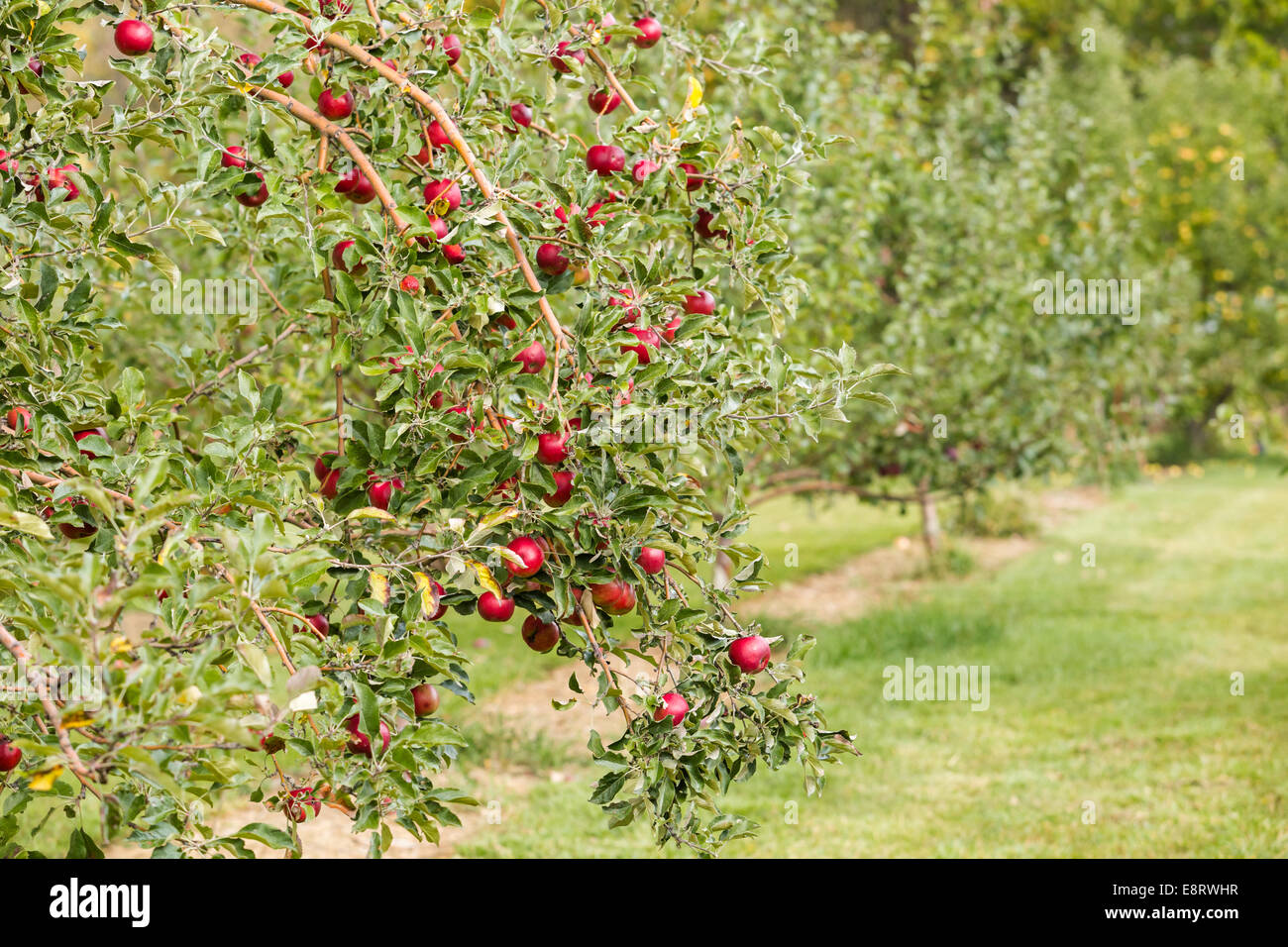 U-pick apple farm on one day in Autumn Stock Photo - Alamy