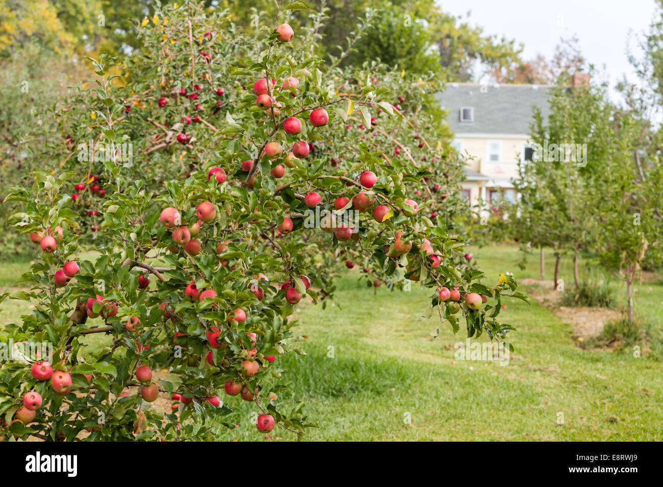 U-pick apple farm on one day in Autumn Stock Photo - Alamy