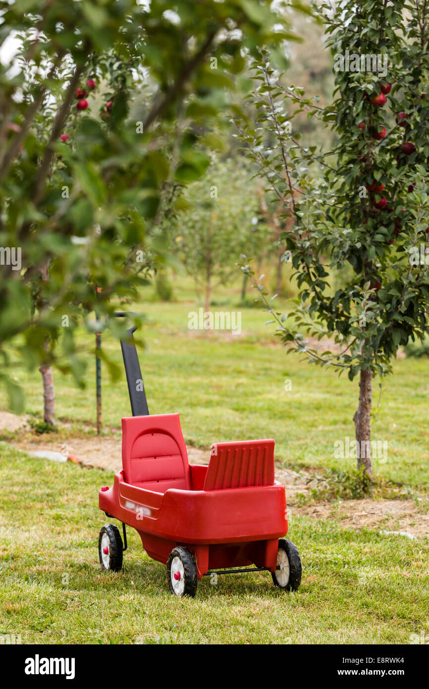 One year old apple tree hi-res stock photography and images - Alamy