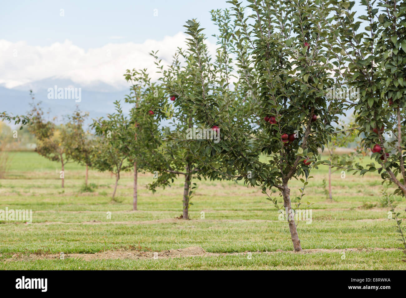 U-pick apple farm on one day in Autumn Stock Photo - Alamy