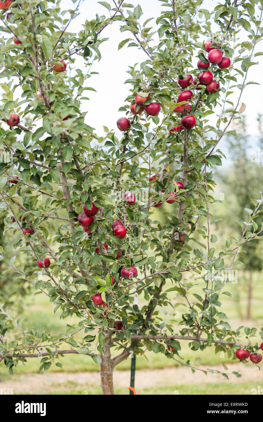 U-pick apple farm on one day in Autumn Stock Photo - Alamy