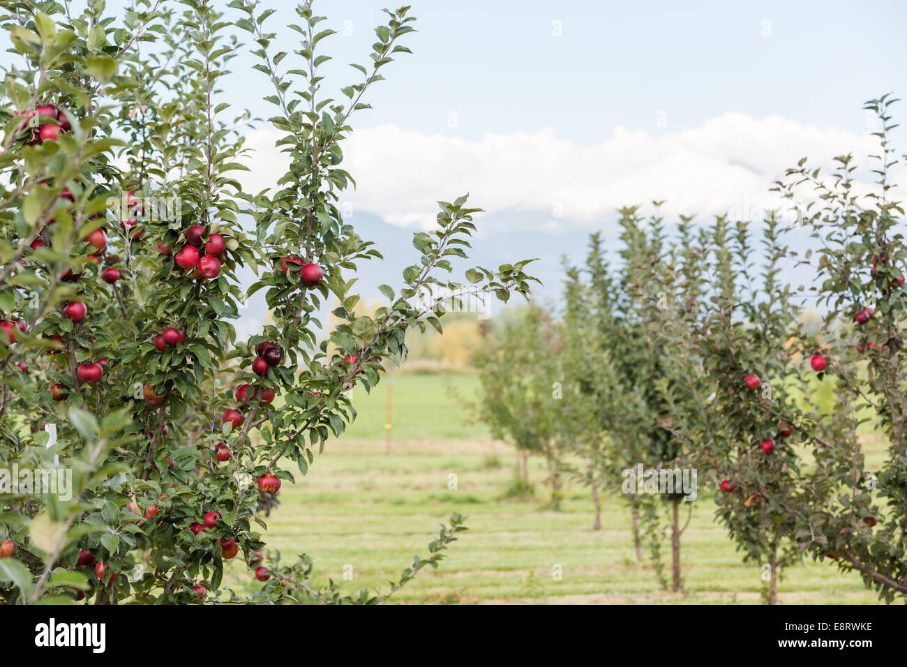 U-pick apple farm on one day in Autumn Stock Photo - Alamy