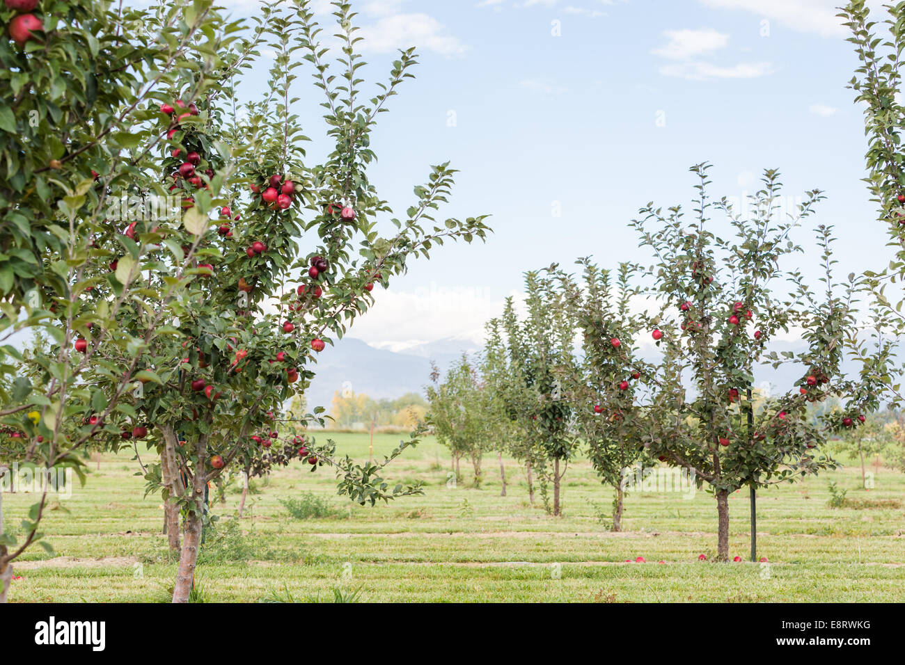 U-pick apple farm on one day in Autumn Stock Photo - Alamy