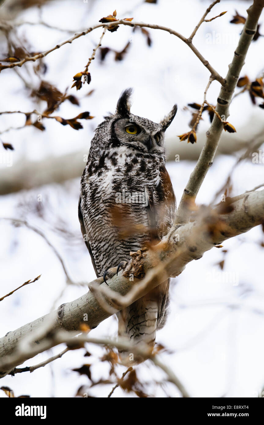 Great horned owl hi-res stock photography and images - Alamy