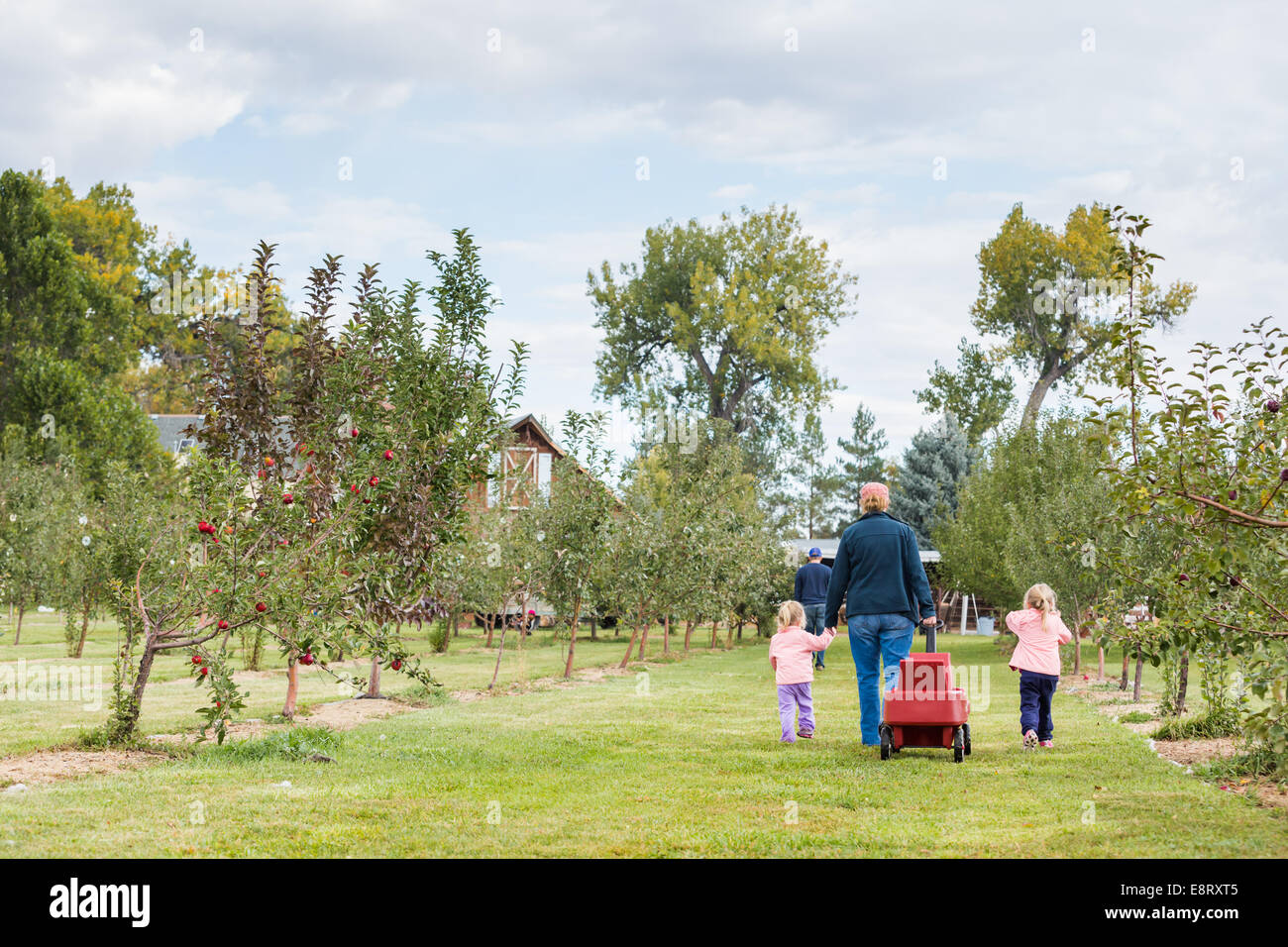 One year old apple tree hi-res stock photography and images - Alamy