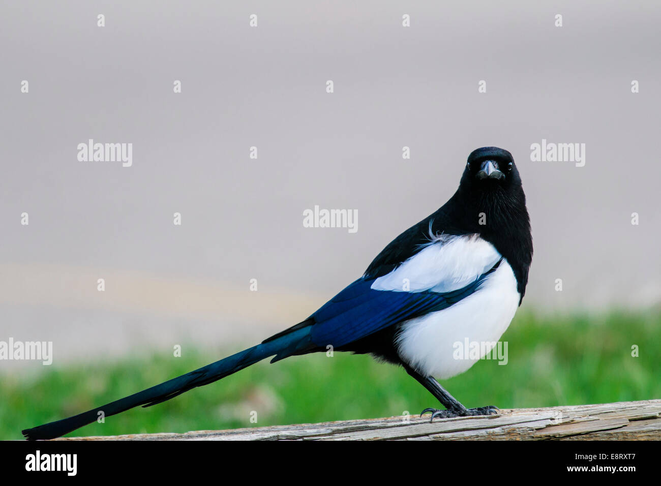 Black-billed Magpie in the springtime Stock Photo - Alamy