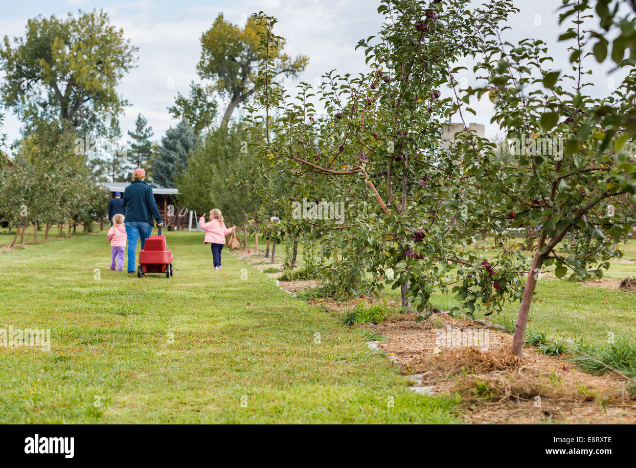 One year old apple tree hi-res stock photography and images - Alamy