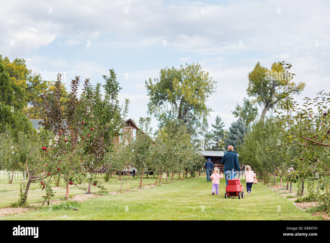 One year old apple tree hi-res stock photography and images - Alamy