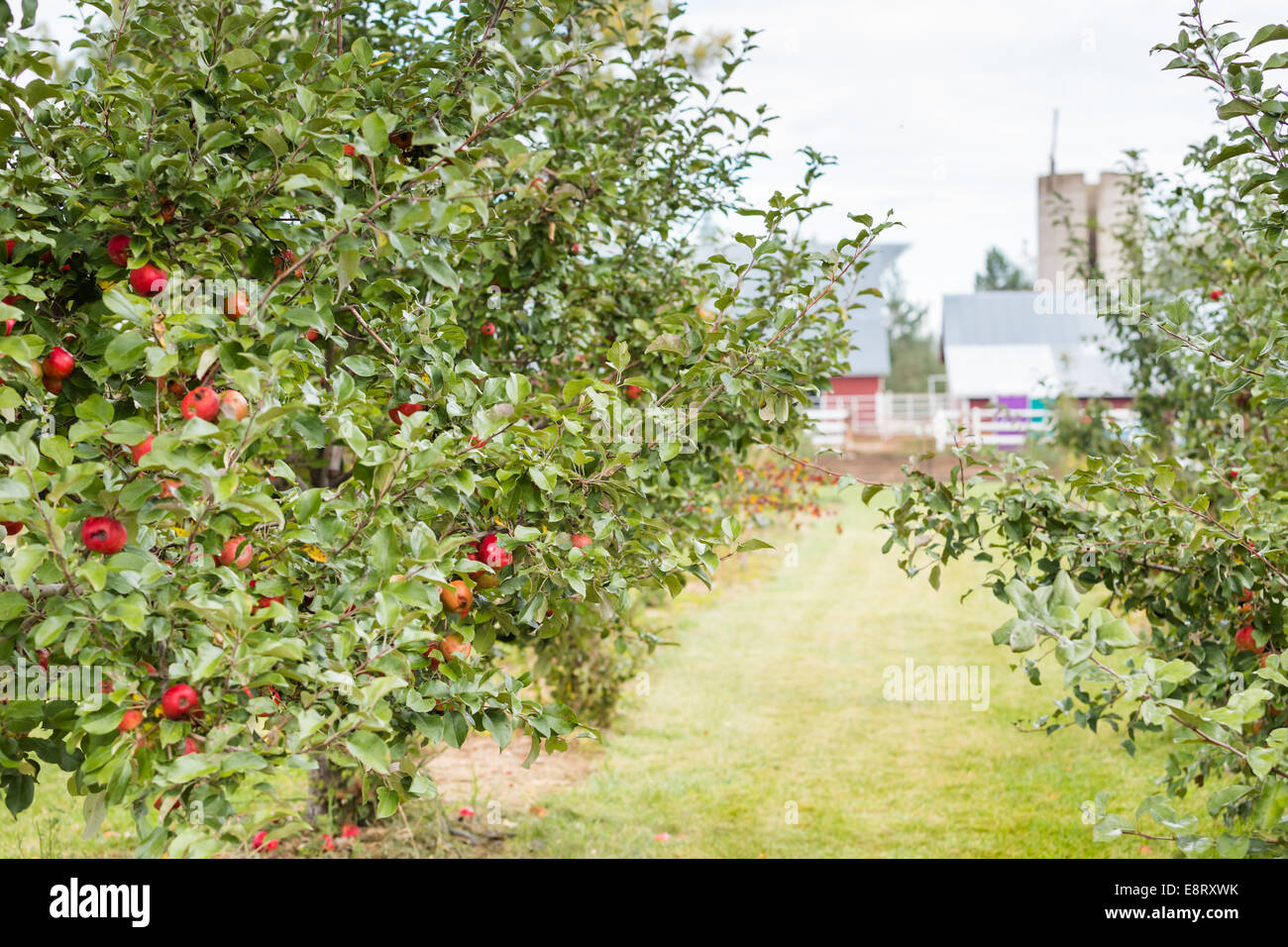 U-pick apple farm on one day in Autumn Stock Photo - Alamy