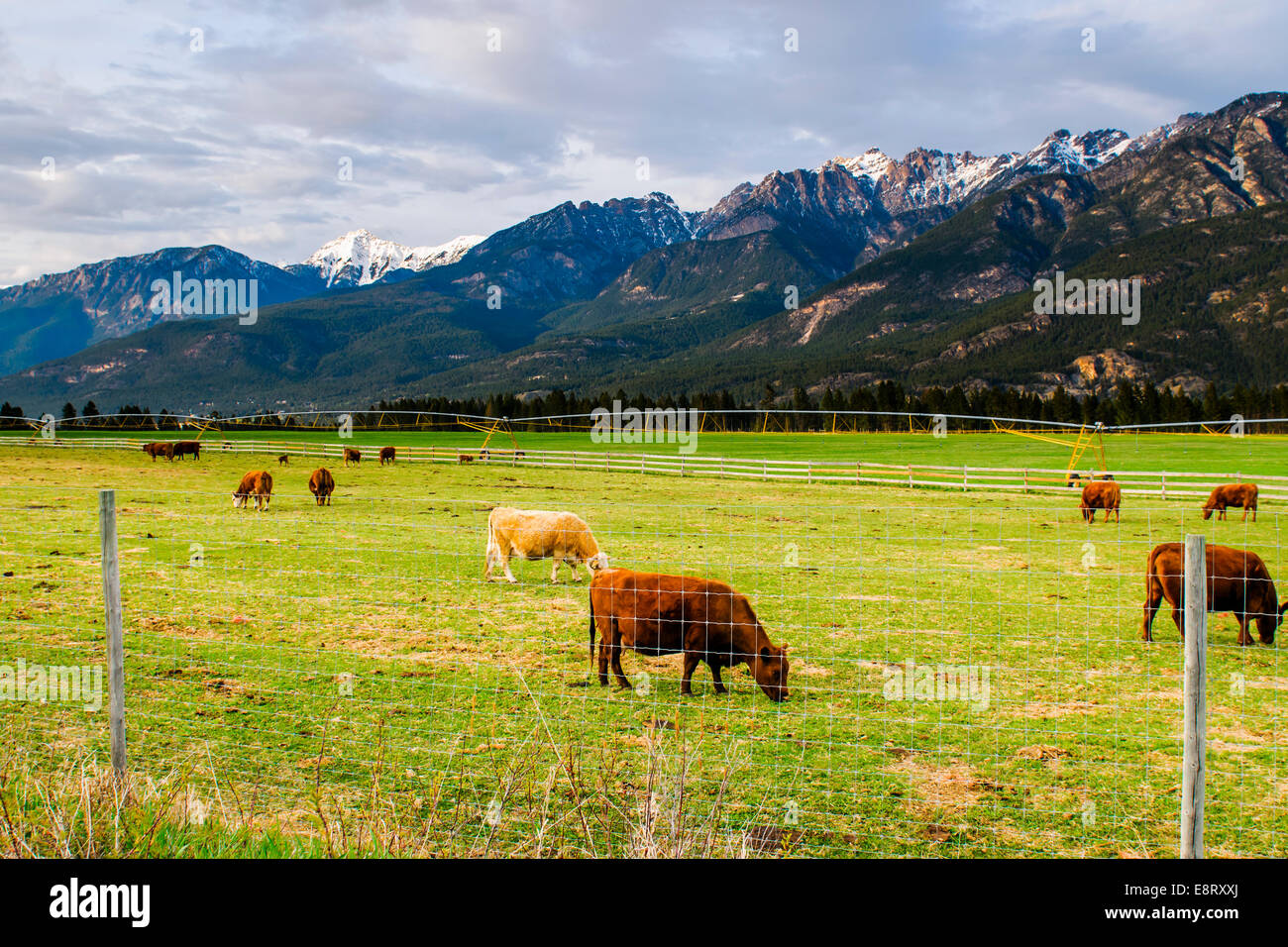 Cattle in a mountain pasture Stock Photo - Alamy