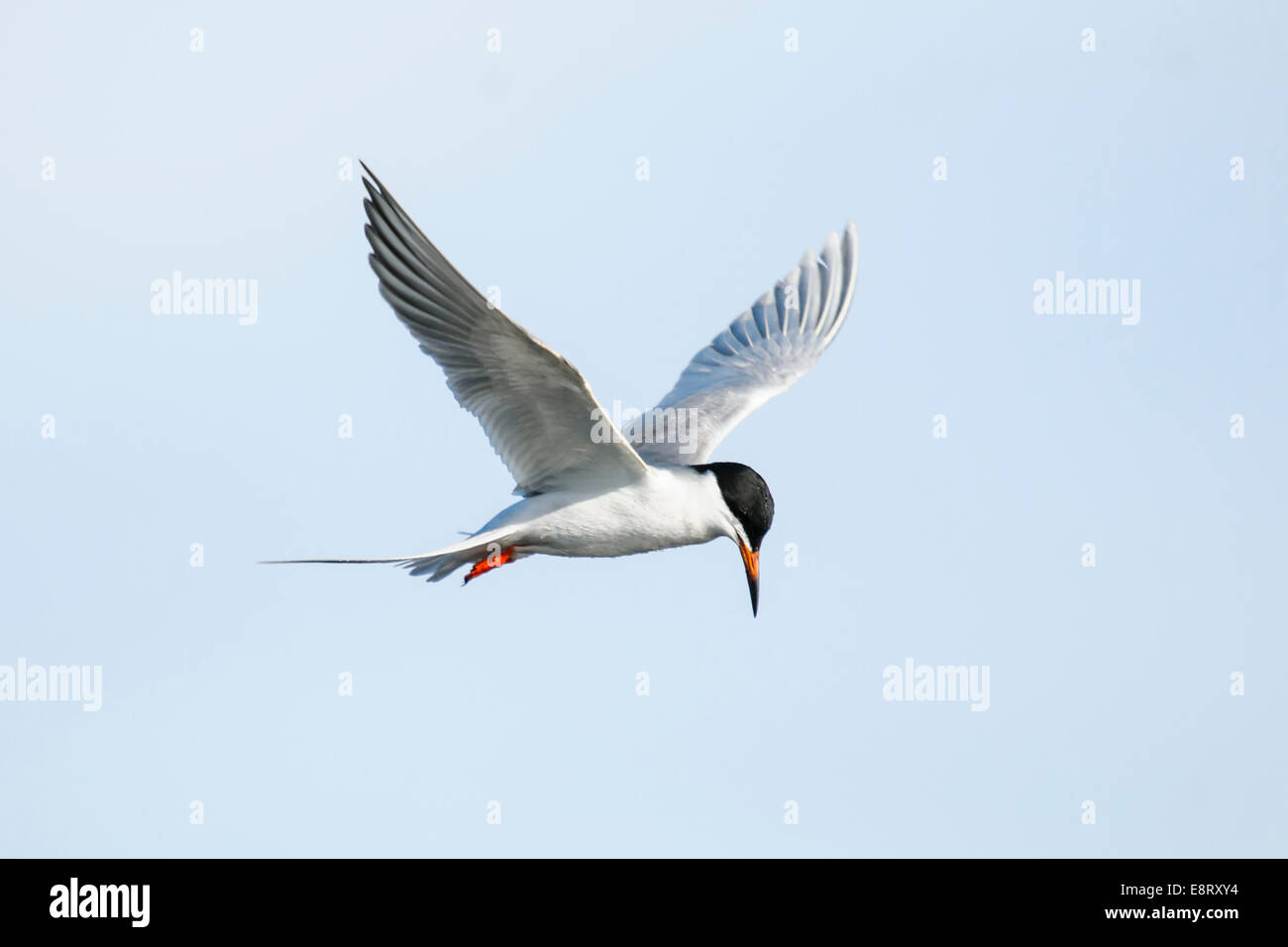Common Tern in flight over a prairie wetland Stock Photo - Alamy