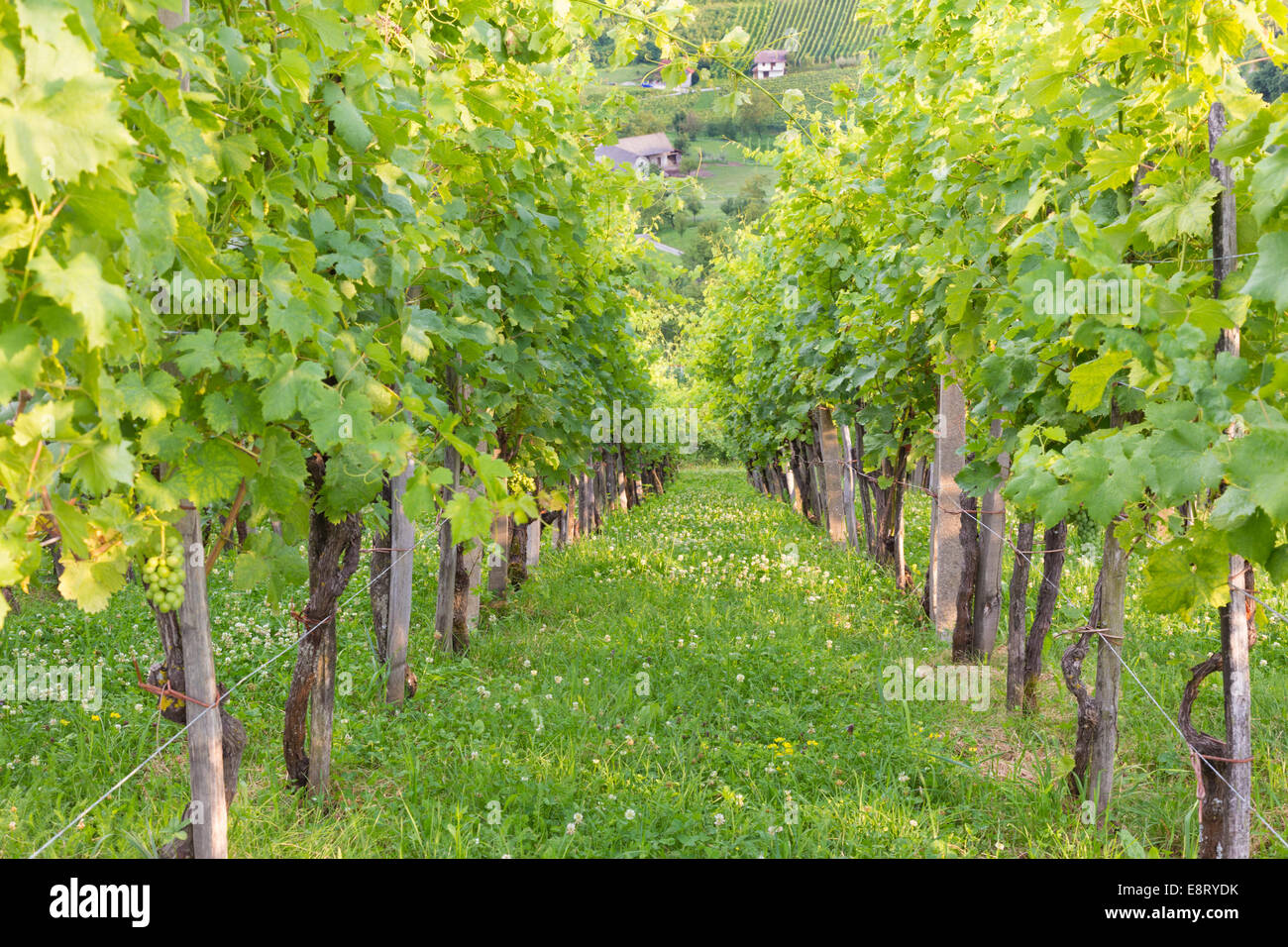 Vinji vrh hi-res stock photography and images - Alamy