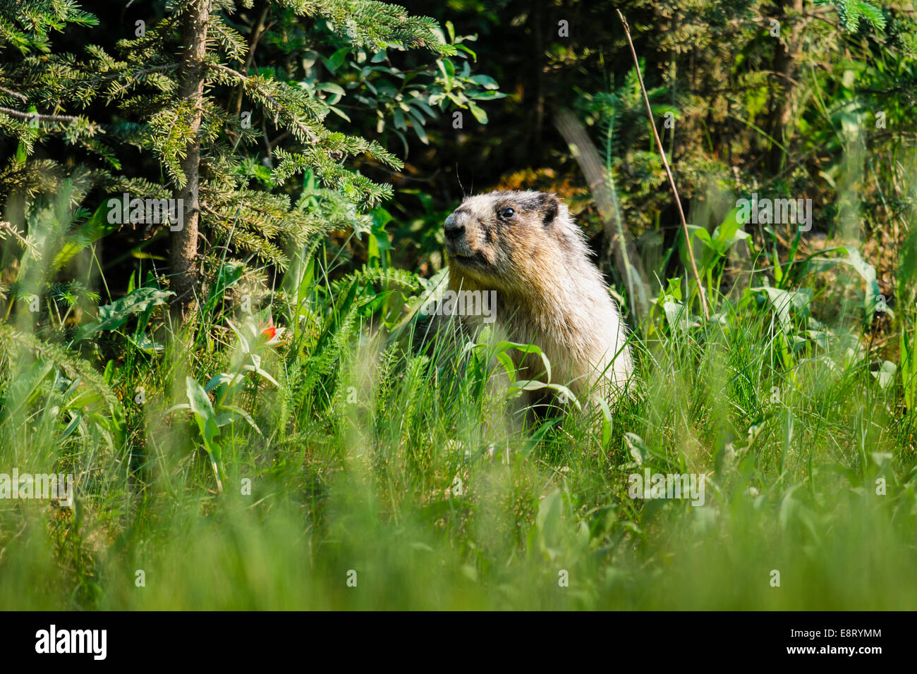 Yellow-bellied Marmot in the summertime, Alberta Canada Stock Photo - Alamy