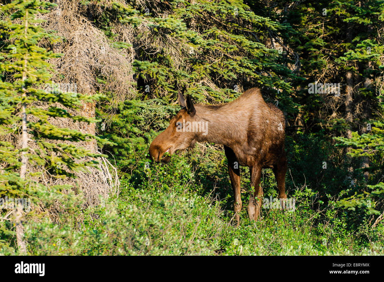 Wild Canadian Moose in the mountains in summer, Kananaskis Country ...
