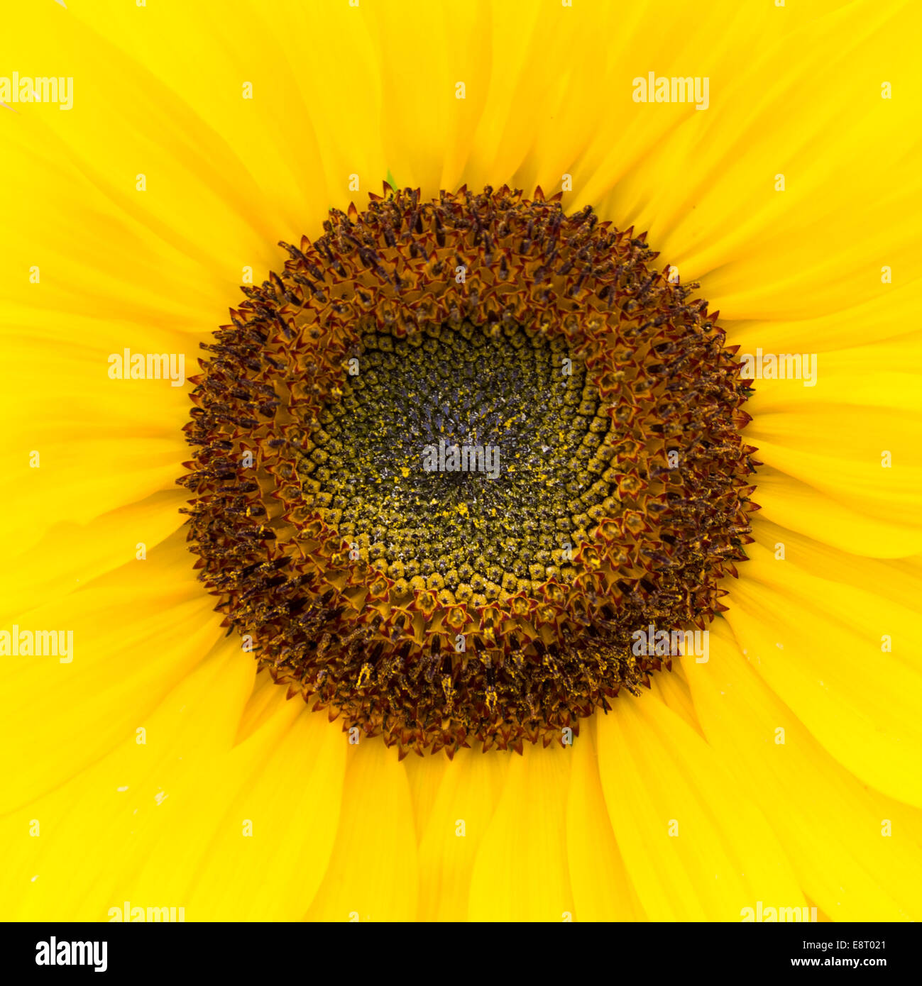 Geometric patterns in nature Cut Out Stock Images & Pictures - Alamy