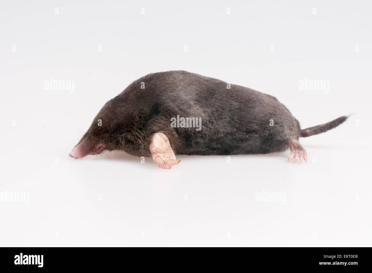 Mole on a white background - studio shot Stock Photo - Alamy