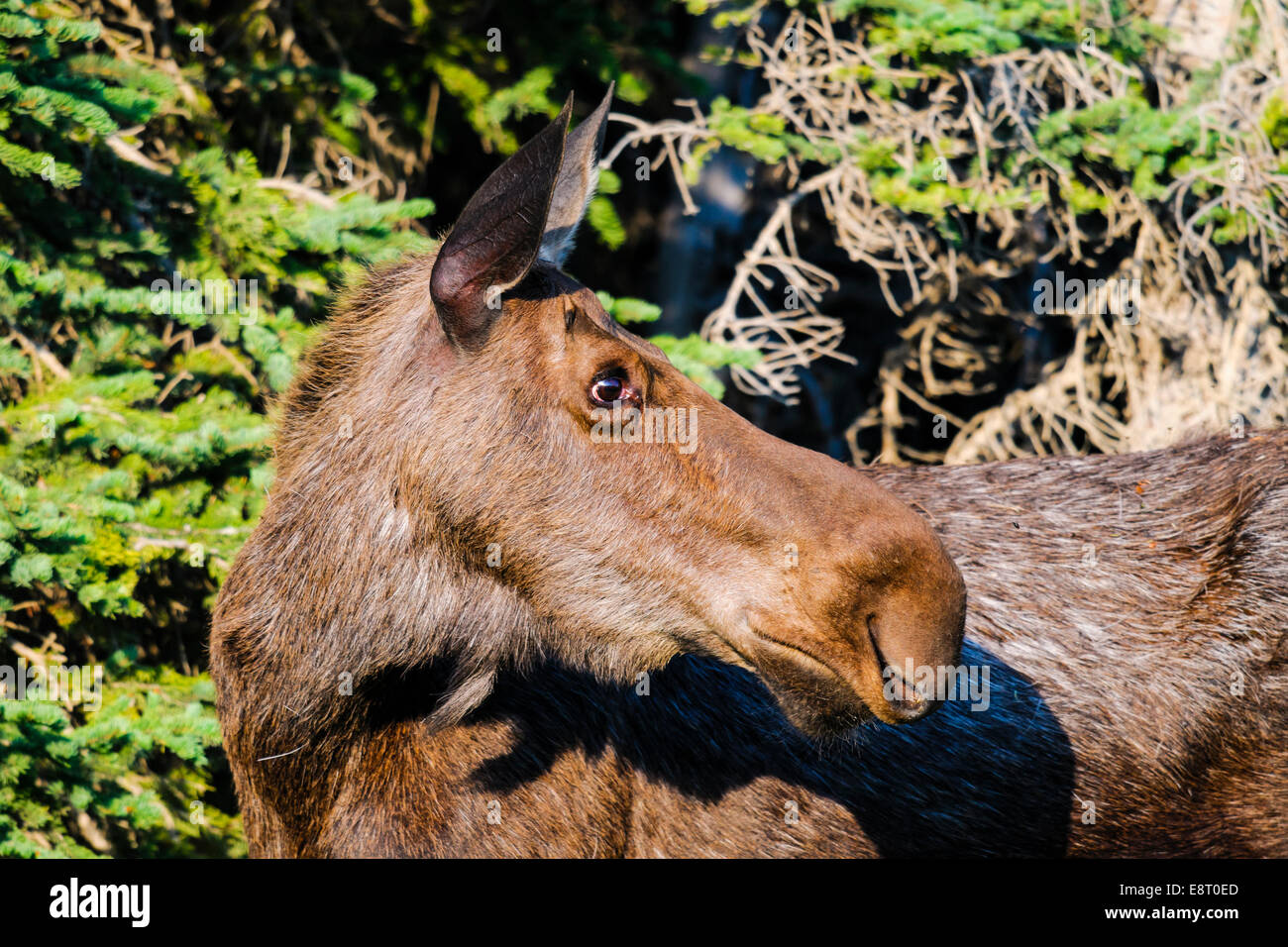 Canadian moose hi-res stock photography and images - Alamy