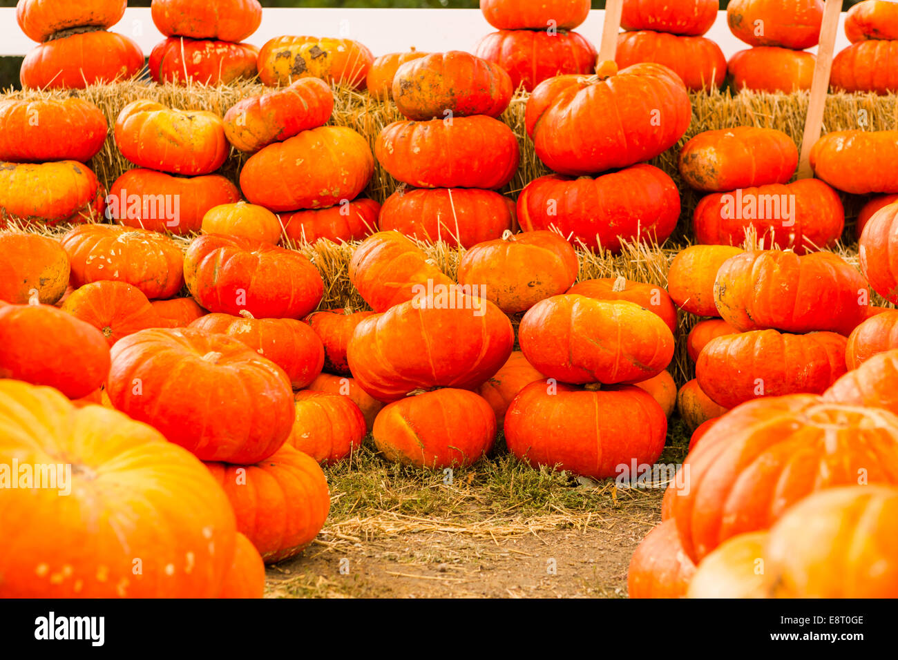 Pumpkin patch on sunny Autumn day Stock Photo - Alamy