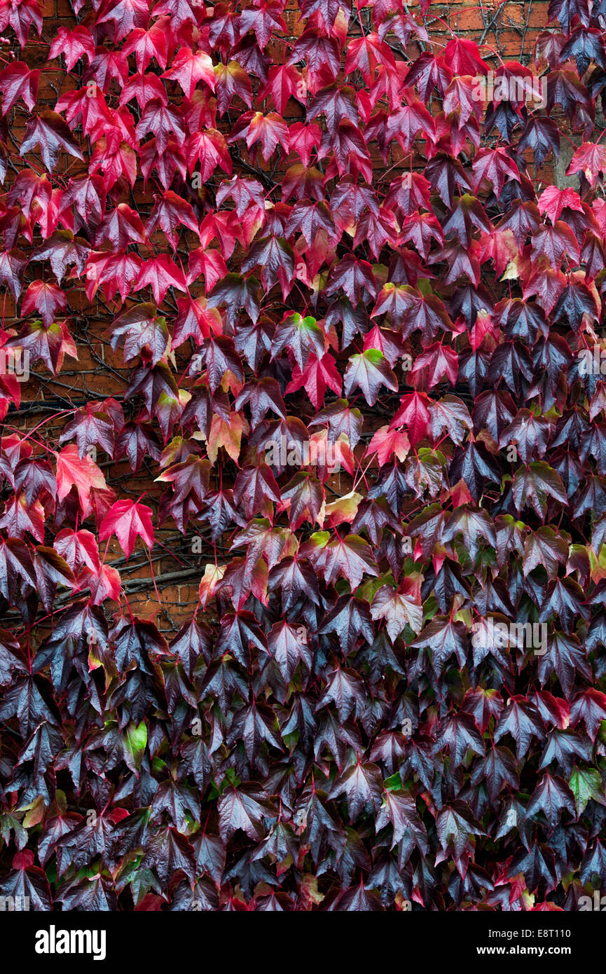 Red ivy leaves hi-res stock photography and images - Alamy