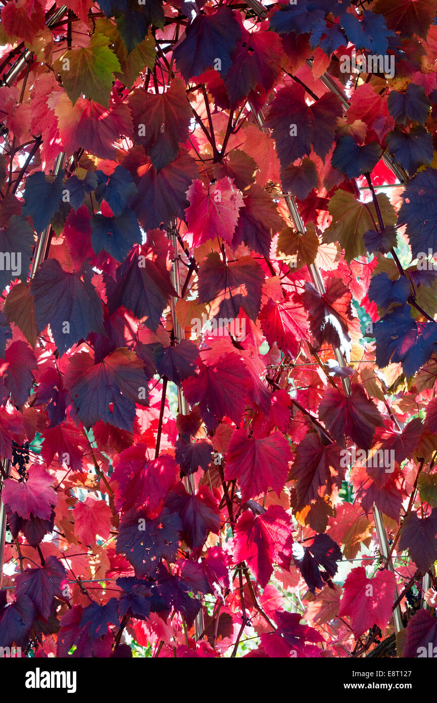 Ornamental grape vine hi-res stock photography and images - Alamy