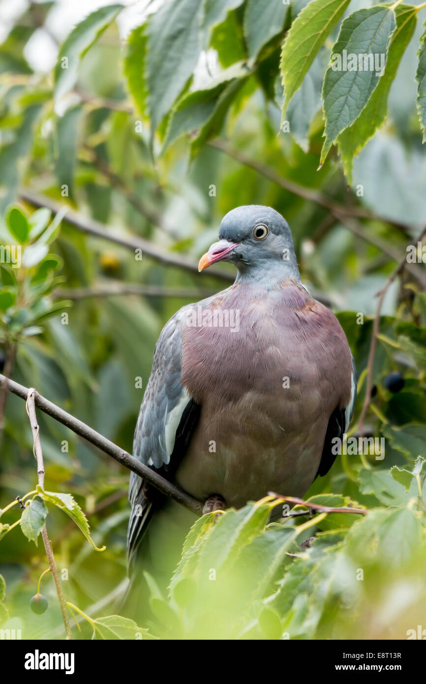 Wood pigeon log hi-res stock photography and images - Alamy