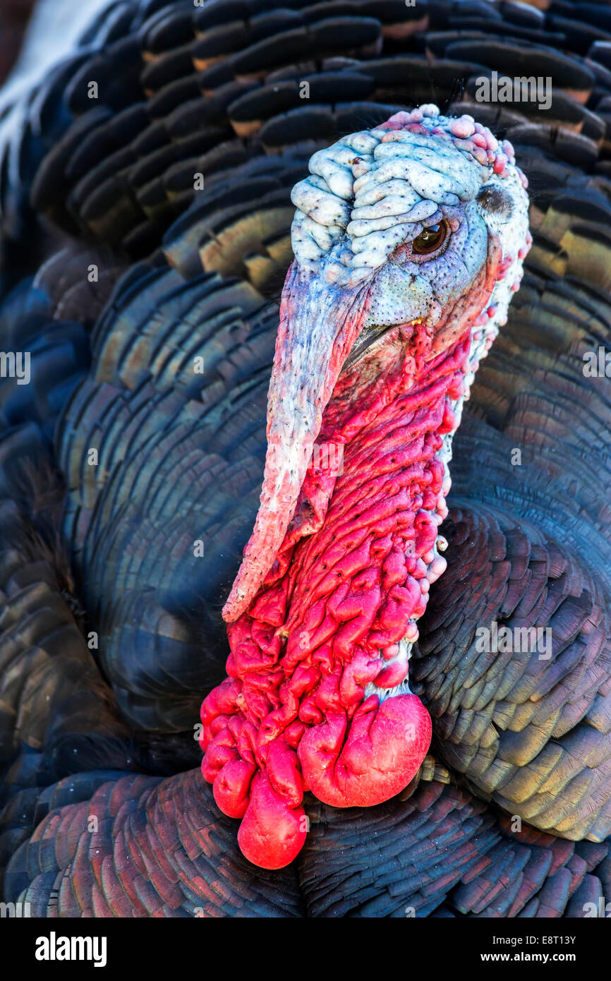 Nice turkey in the poultry yard Stock Photo - Alamy