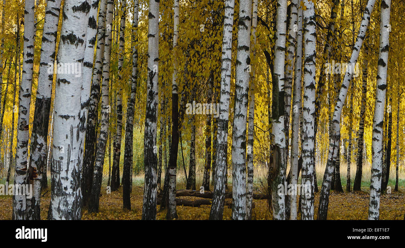 Russian birches in fall season Stock Photo - Alamy
