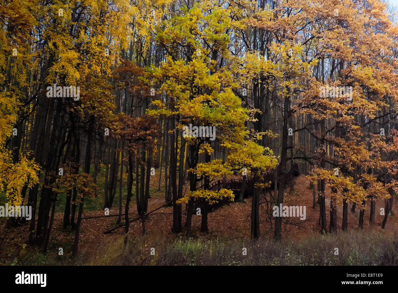 Oak tree grove hi-res stock photography and images - Alamy