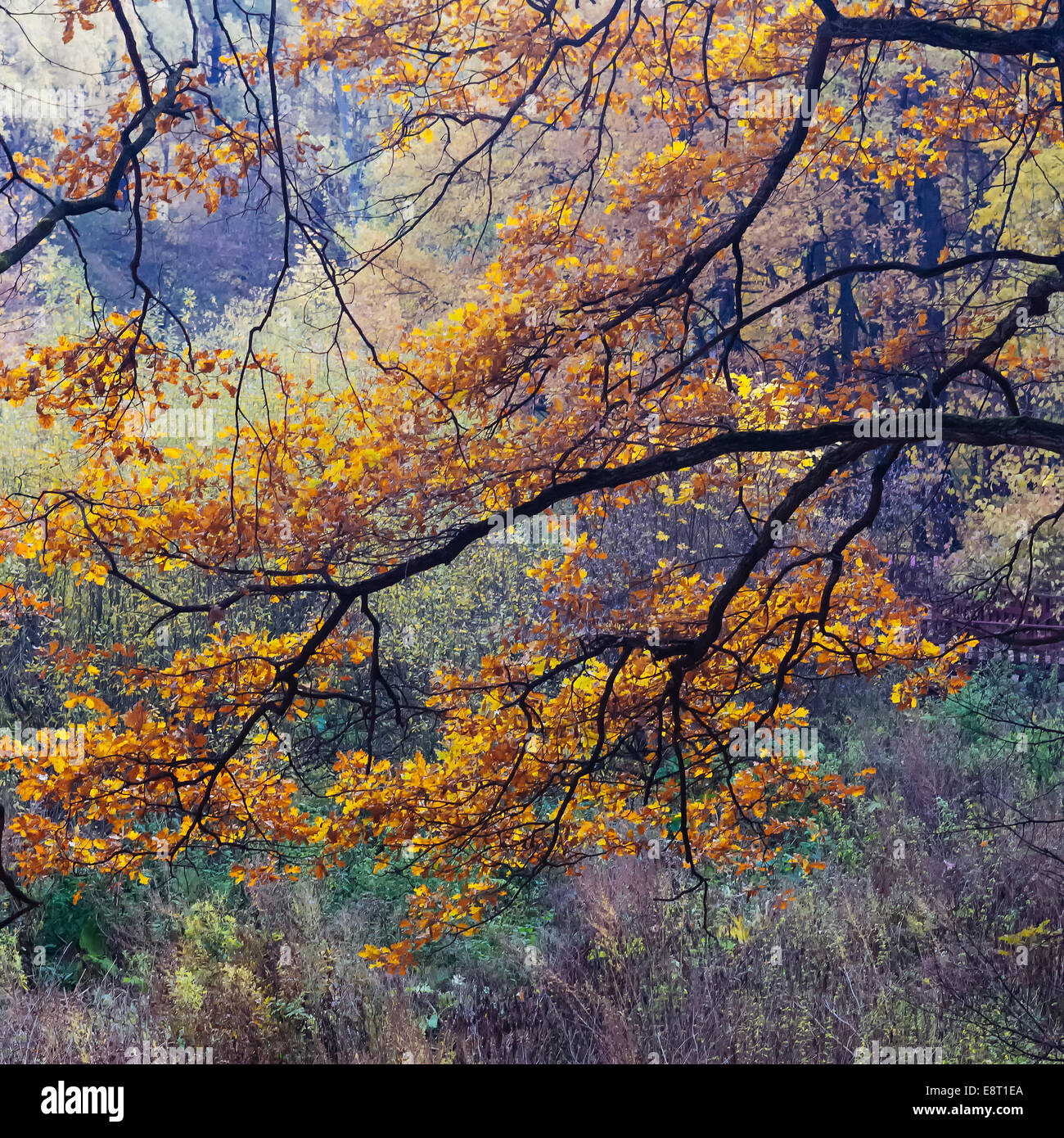 Oak leaves pattern hi-res stock photography and images - Alamy